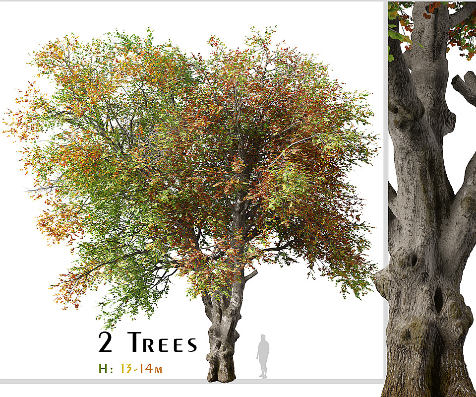 Set of Italian maple Tree ( Acer Opalus )