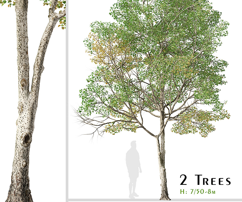 Set of Populus tremula Tree (Eurasian aspen)