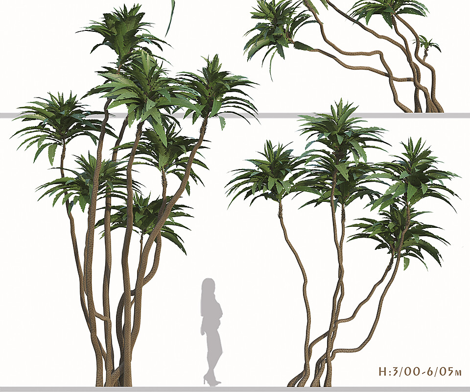 Set of Ficus pseudopalma Trees (Philippine fig)