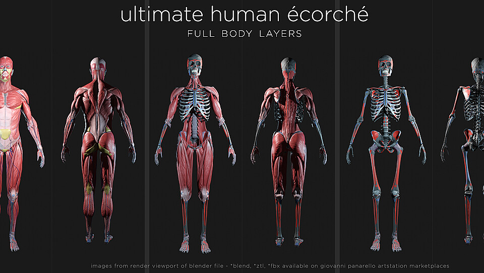 HULTIMATE HUMAN ÉCORCHÉ