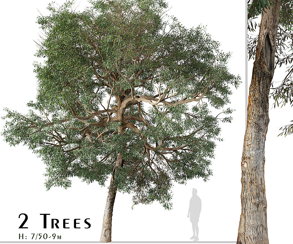 Set of Olive Tree (Olea europaea) (2 Trees)