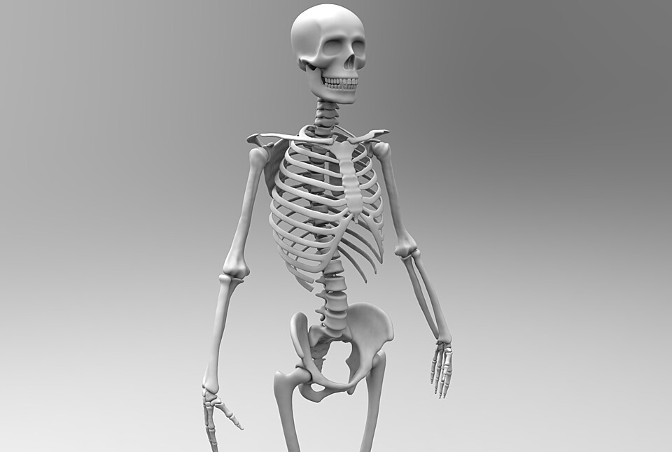 Low poly and high poly Skeleton (rigged both)