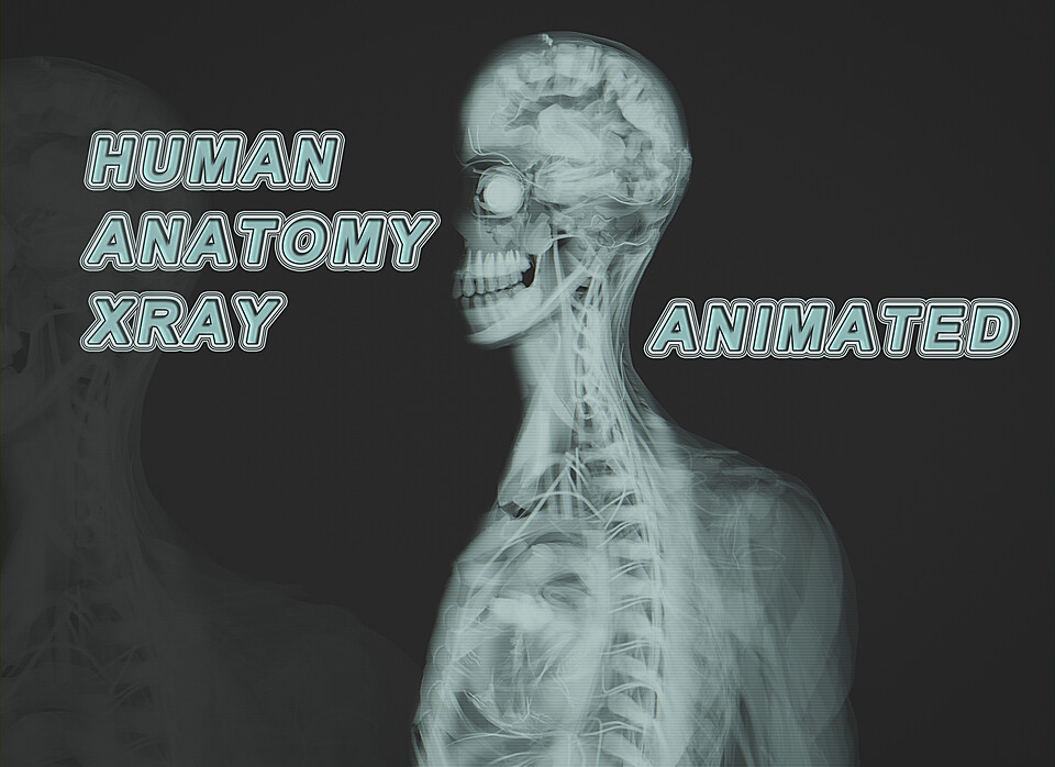 Human Anatomy Xray Animated