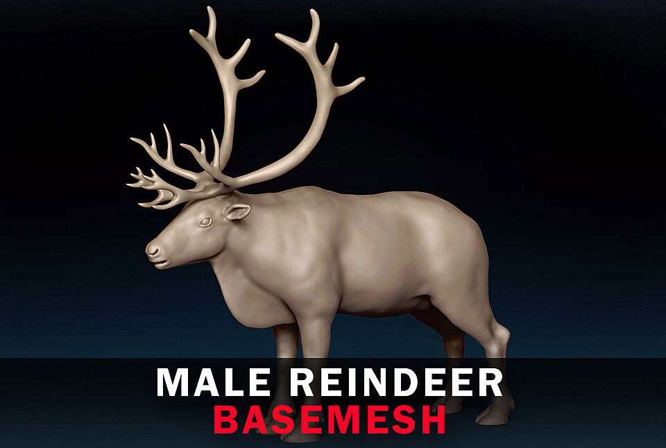 Male ReinDeer Base Mesh 3D Model