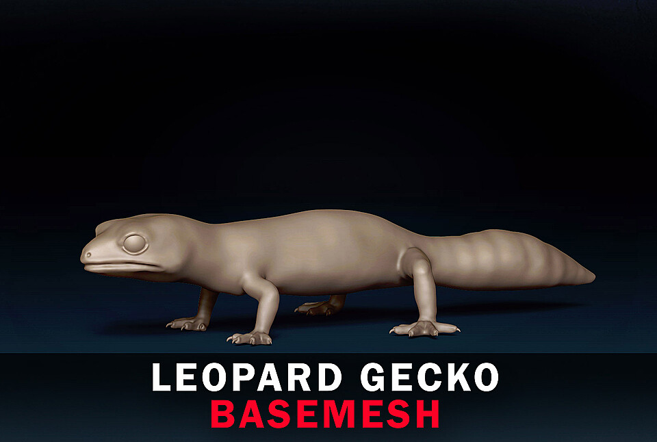 Leopard Gecko Base Mesh 3D Model