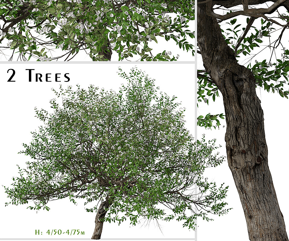 Set of Evergreen pear Tree (Pyrus kawakamii)