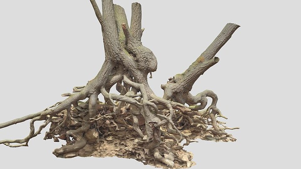 Oak Roots Big Photoscan PBR
