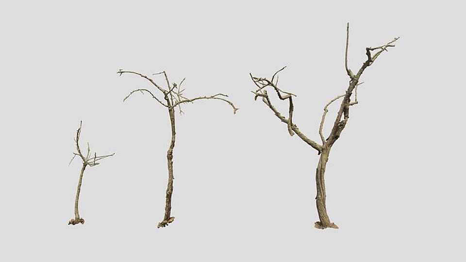 Dead Tree Set Dry Scan PBR: