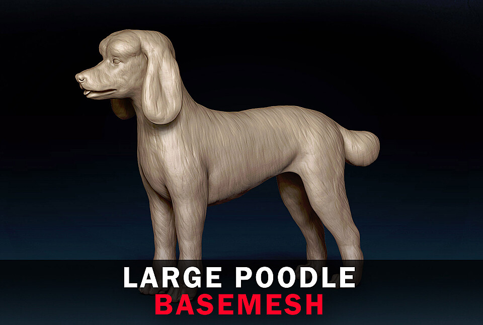 Large Poodle Base Mesh 3D Model