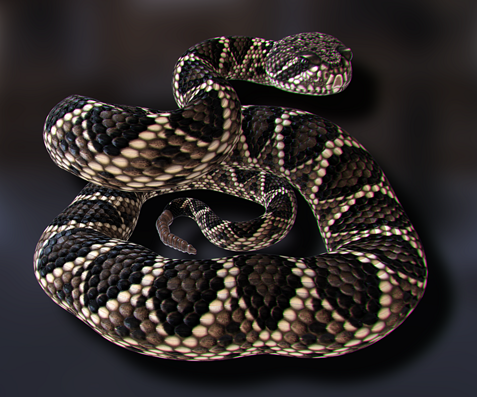 Eastern Diamondback Rattlesnake - Animated