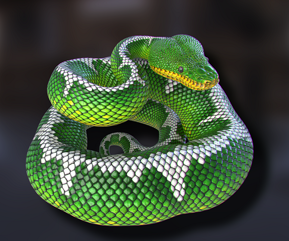 Emerald Tree Boa - Animated