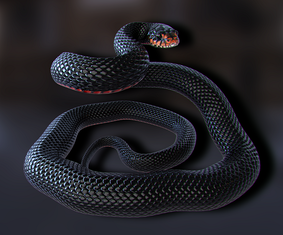 Red Bellied Black Snake - Animated