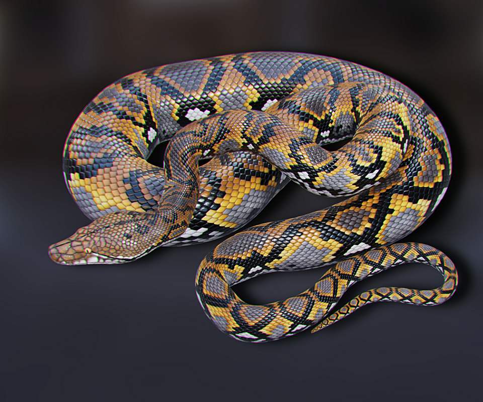 Reticulated Python - Animated