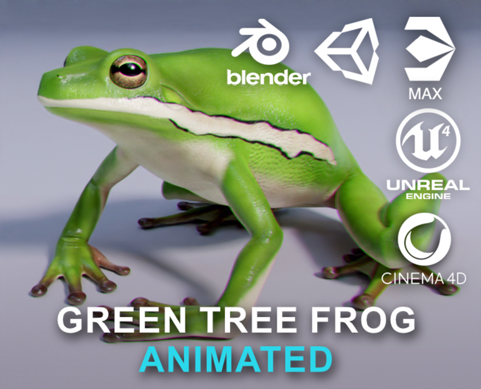 American Green Tree Frog - Animated