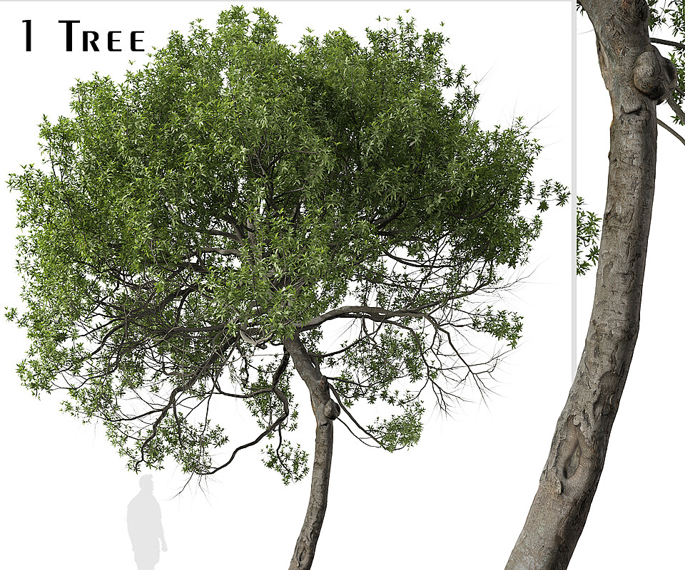 Lemonwood Tree ( Pittosporum eugenioides )