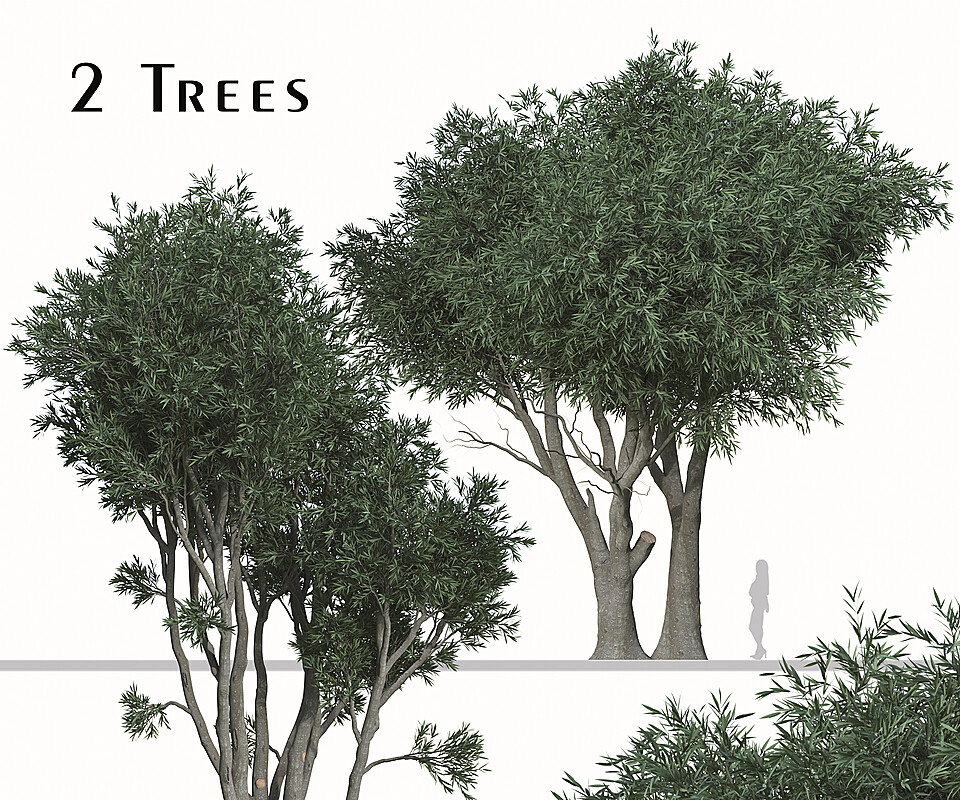 Set of Melaleuca leucadendra Tree ( Paperbark )