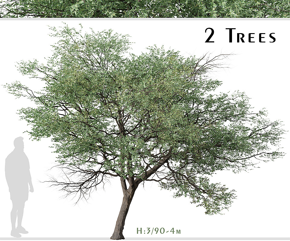 Set of Terminalia sericea Tree ( Silver cluster )