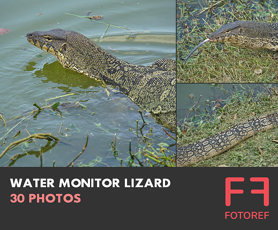 30 photos of Water Monitor Lizard