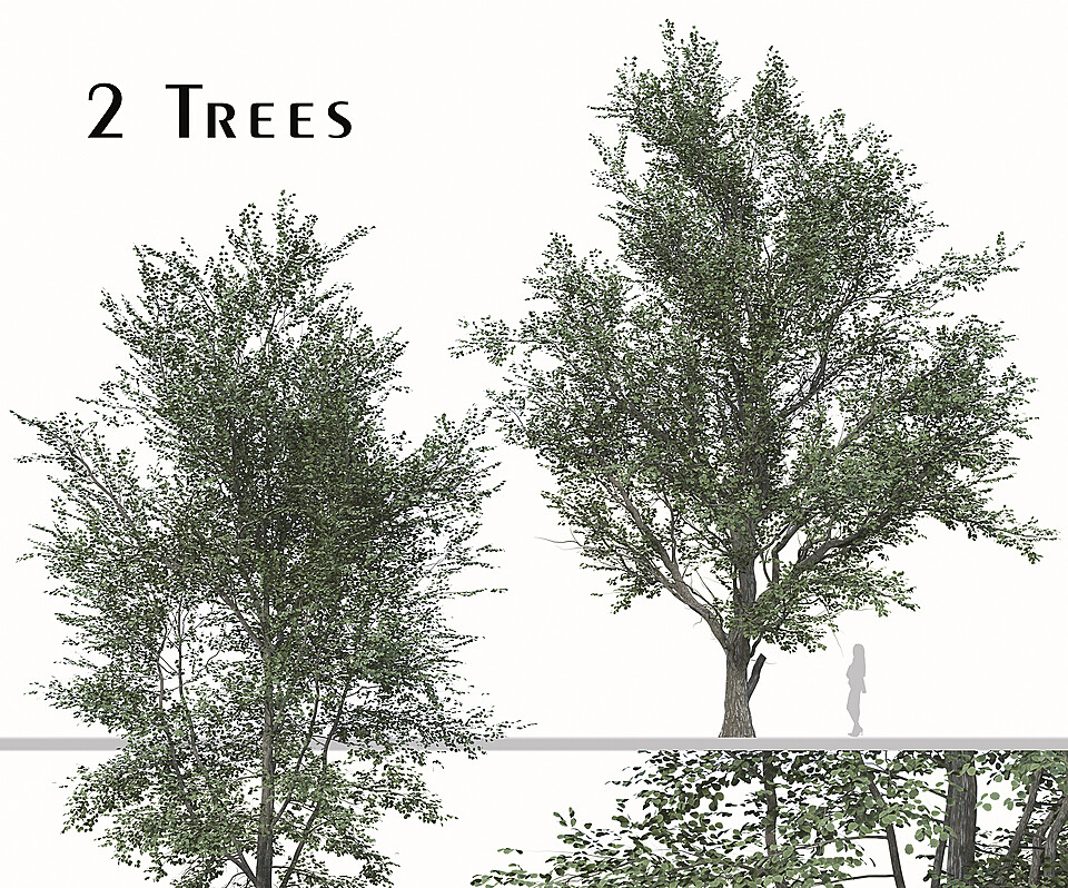 Set of Celtis Koraiensis Tree (Korean hackberry)