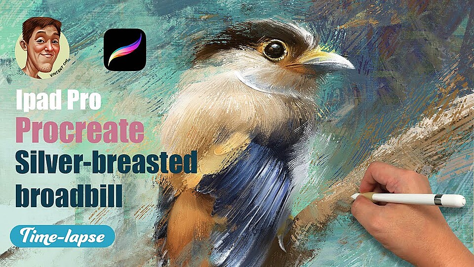 Silver Breasted Broadbill Bird * Using Procreate