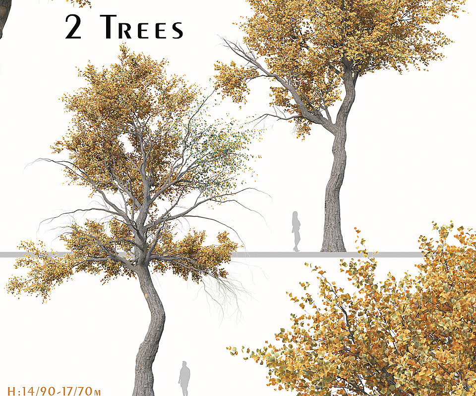 Set of Populus Euphratica Tree (Euphrates Poplar)