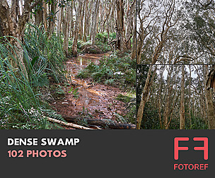590+ Swamp Forest Vegetation Reference Pictures