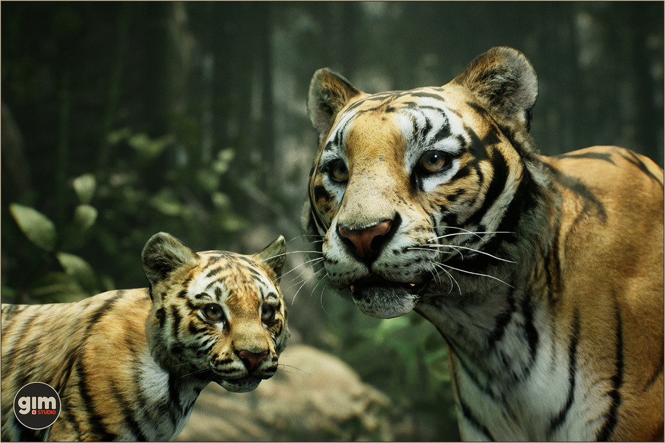 Animalia - Tiger (pack)