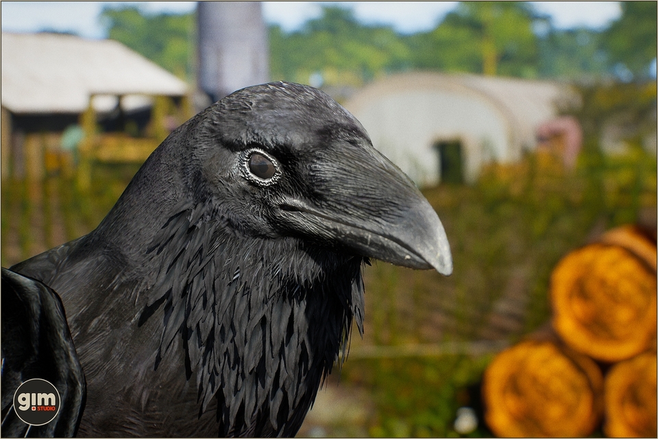 Animalia - Raven (bird)