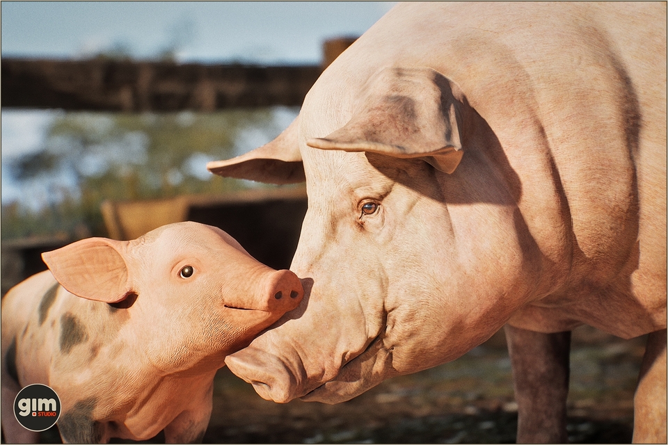 Animalia - Pig (pack)