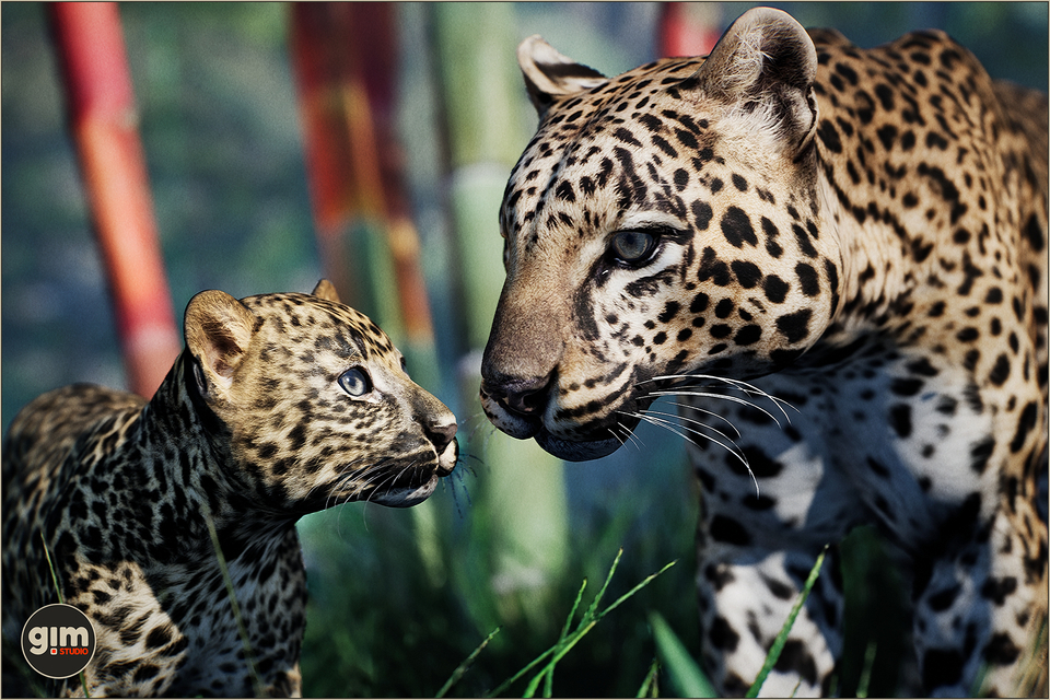 Animalia - Leopard (pack)