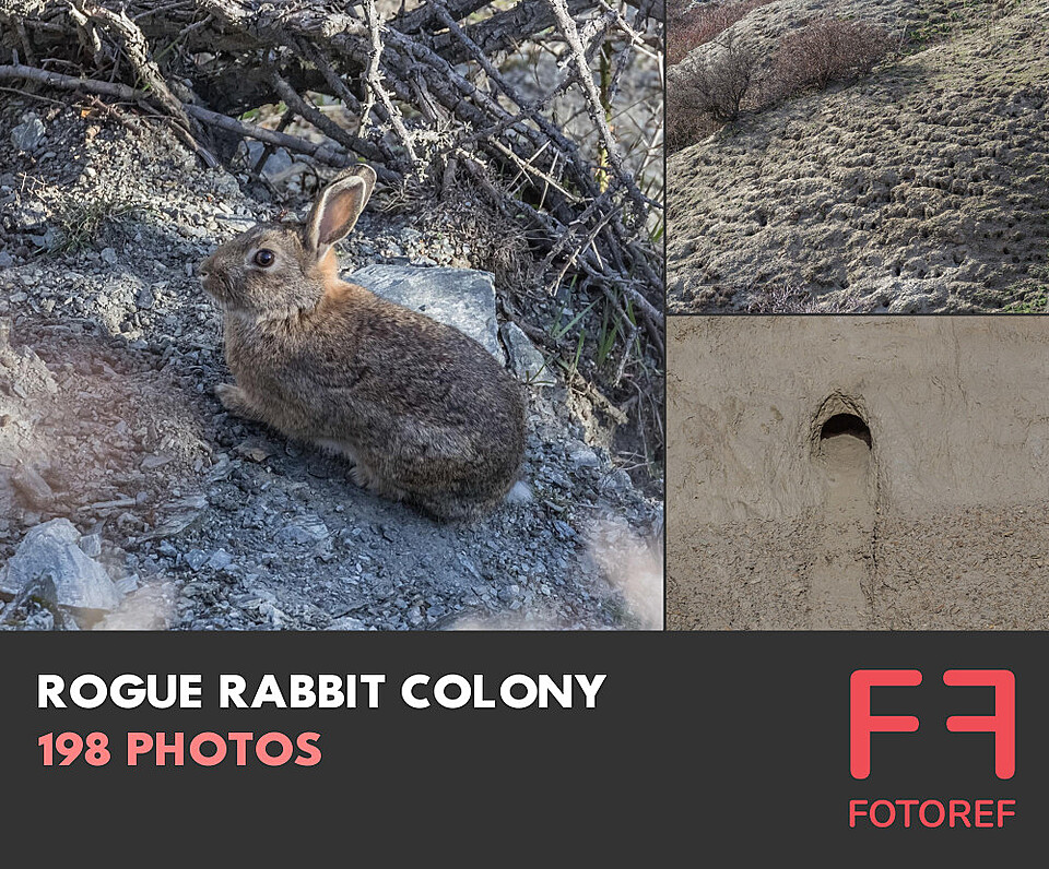 198 photos of Rogue Rabbit Colony