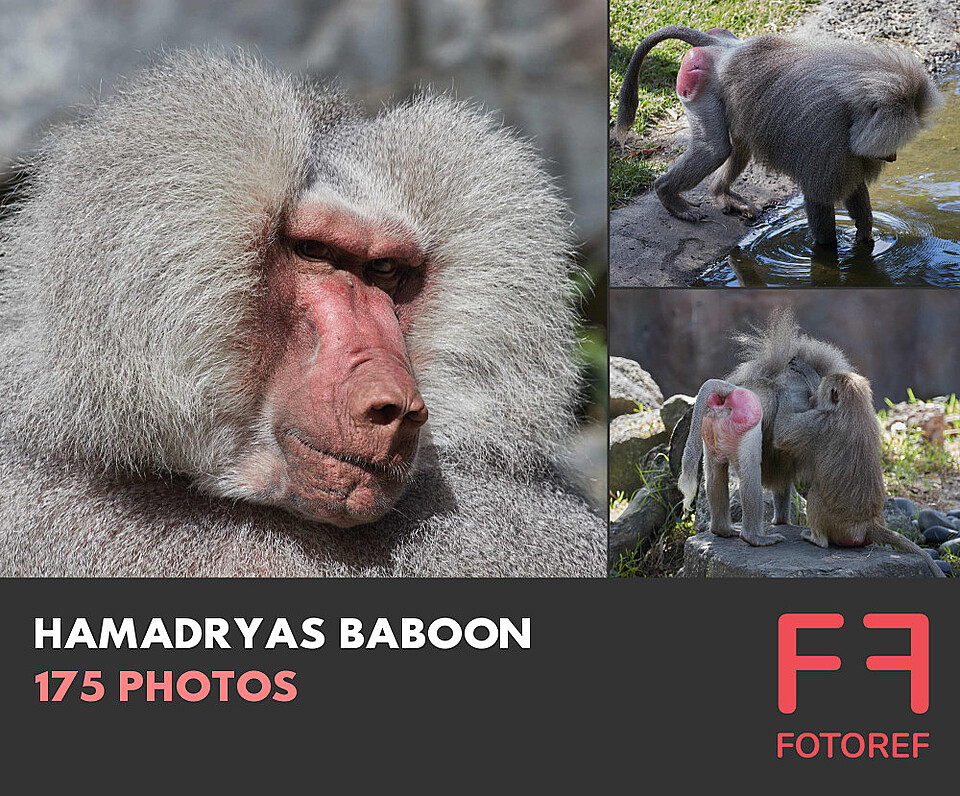175 photos of Hamadryas Baboon