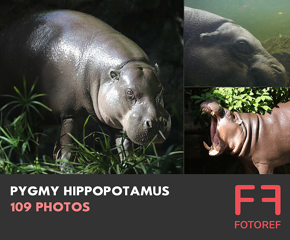 109 photos of Pygmy Hippopotamus