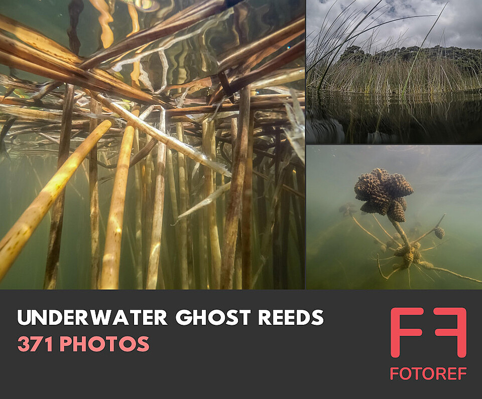 371 photos of Underwater Ghost Reeds