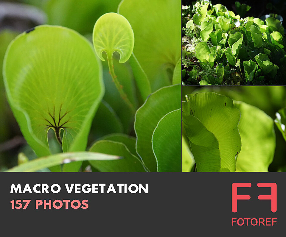 157 photos of Macro Vegetation