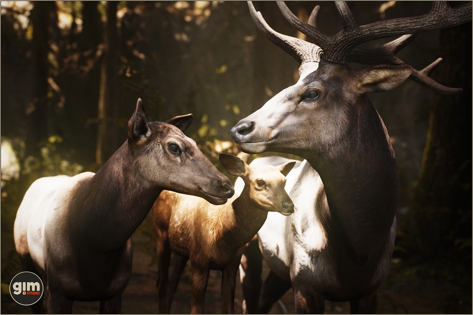 Animalia - Elk (pack)