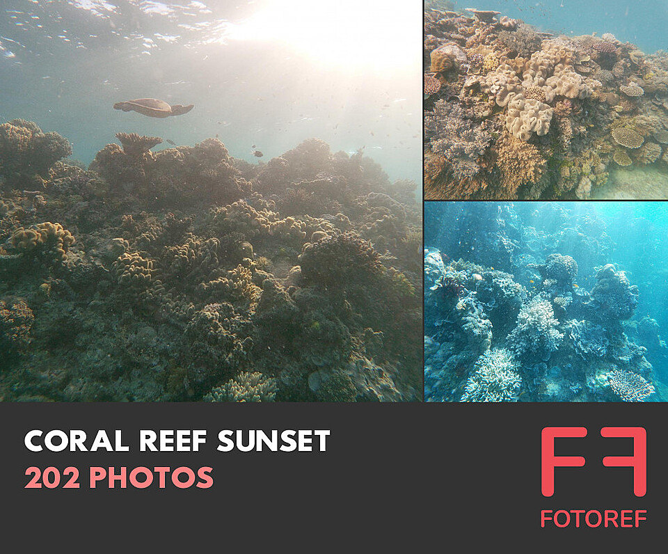 202 photos of Coral Reef Sunset