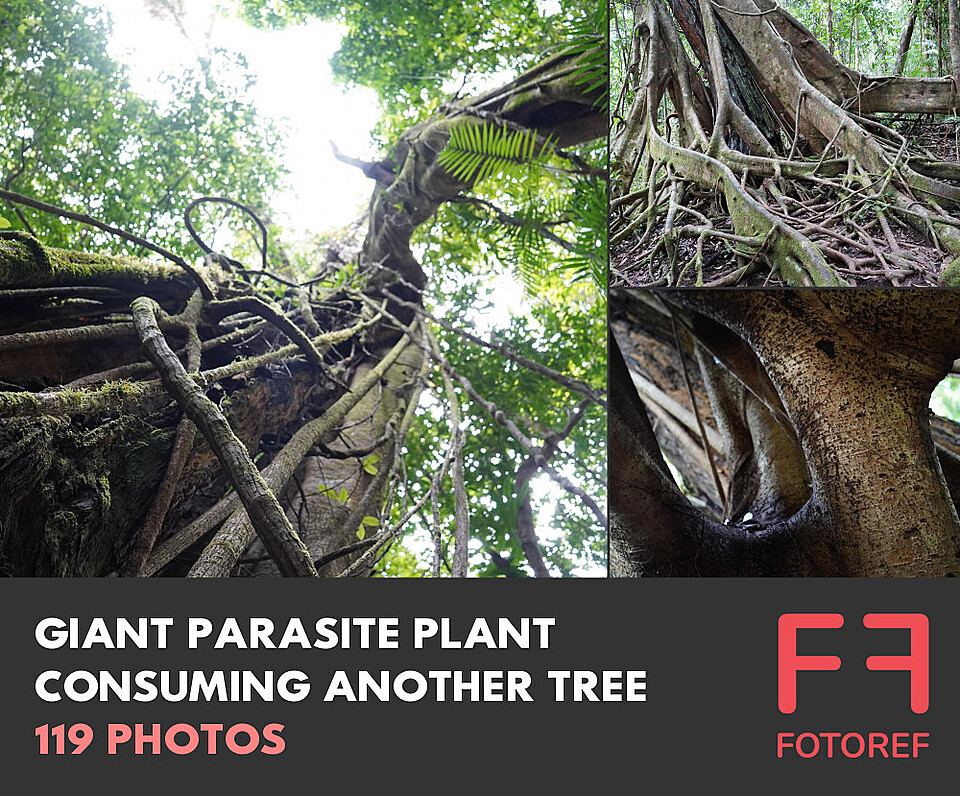 Giant Parasite Plant Consuming Another Tree