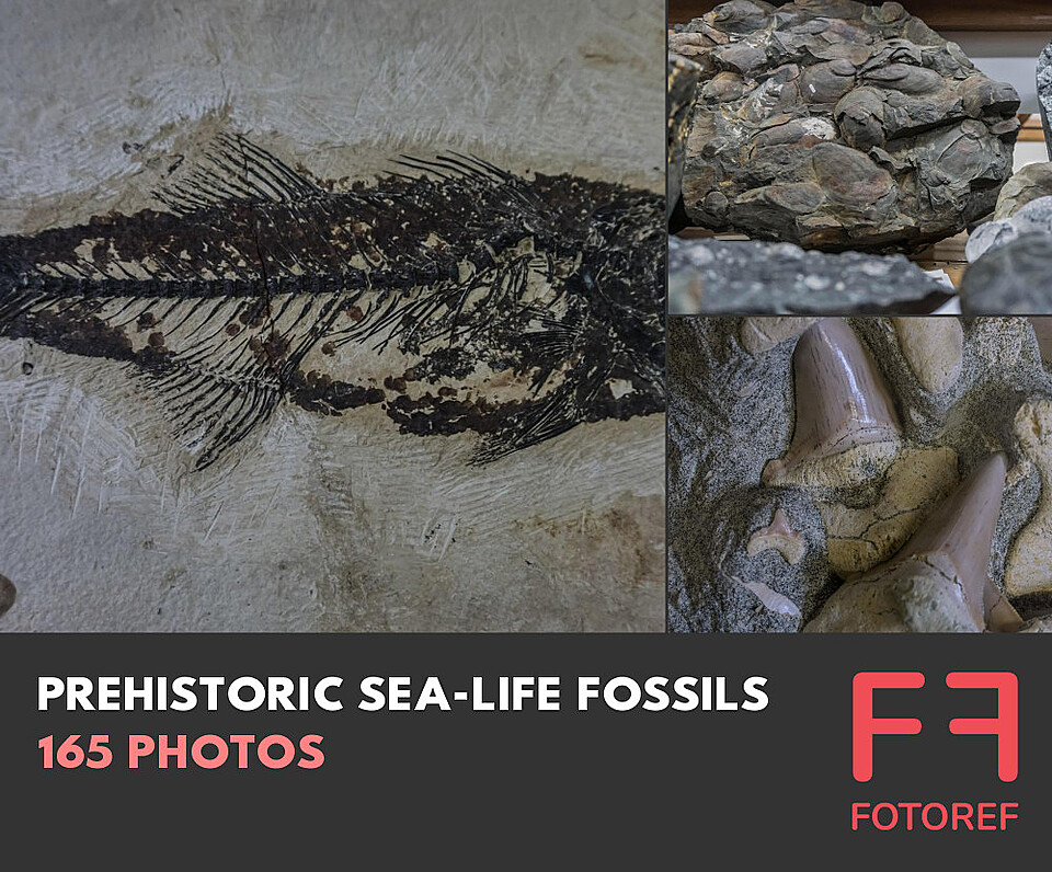 165 photos of Prehistoric Sea-Life Fossils