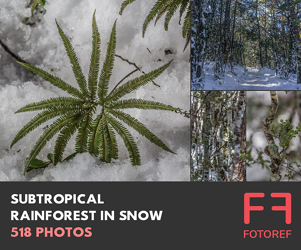 518 photos of Subtropical Rainforest in Snow