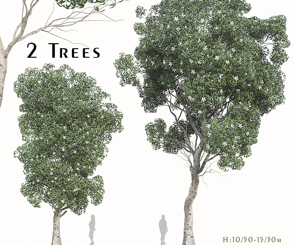 Set of Manglietia Fordiana Tree ( Yuyuanensis )