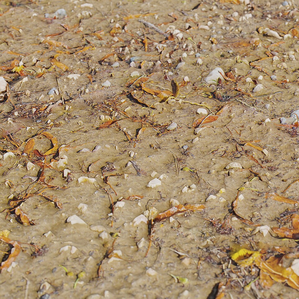 Mud Ground 1