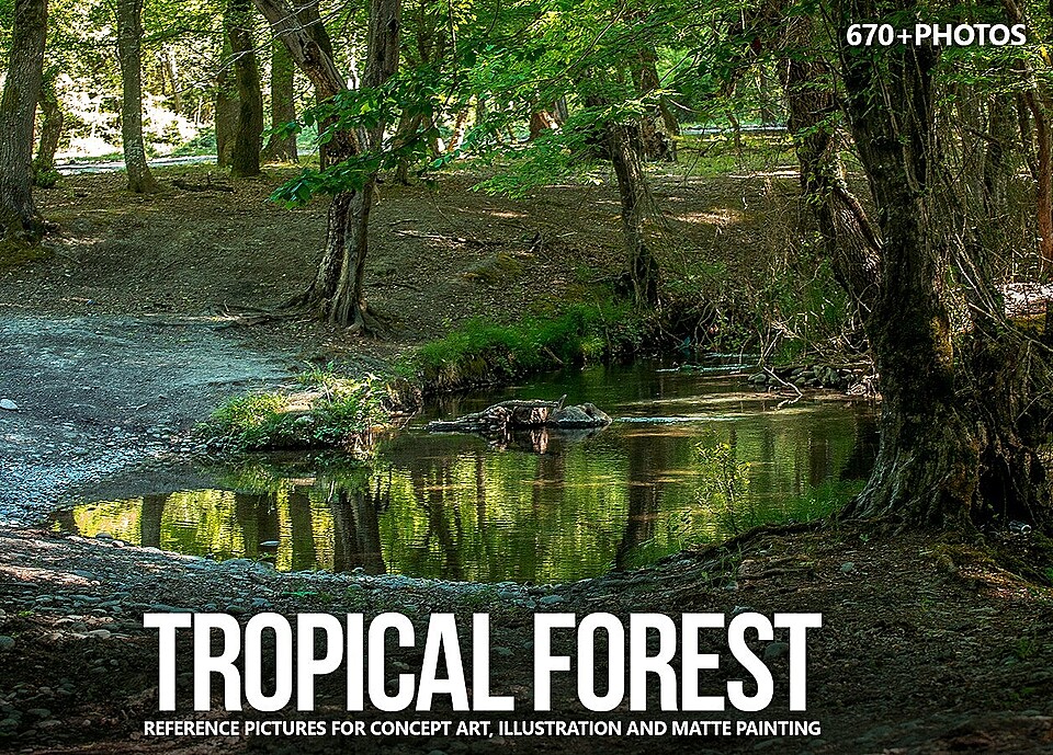 670+ Tropical Forest Reference Pictures
