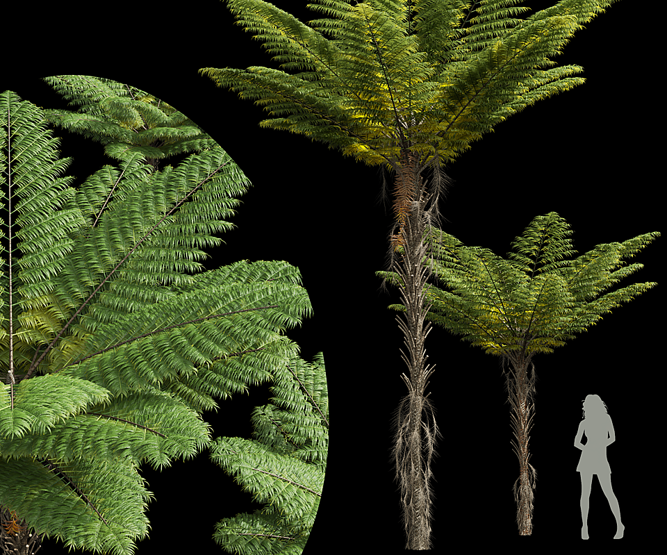 Alsophila Spinulosa Fern Decorative