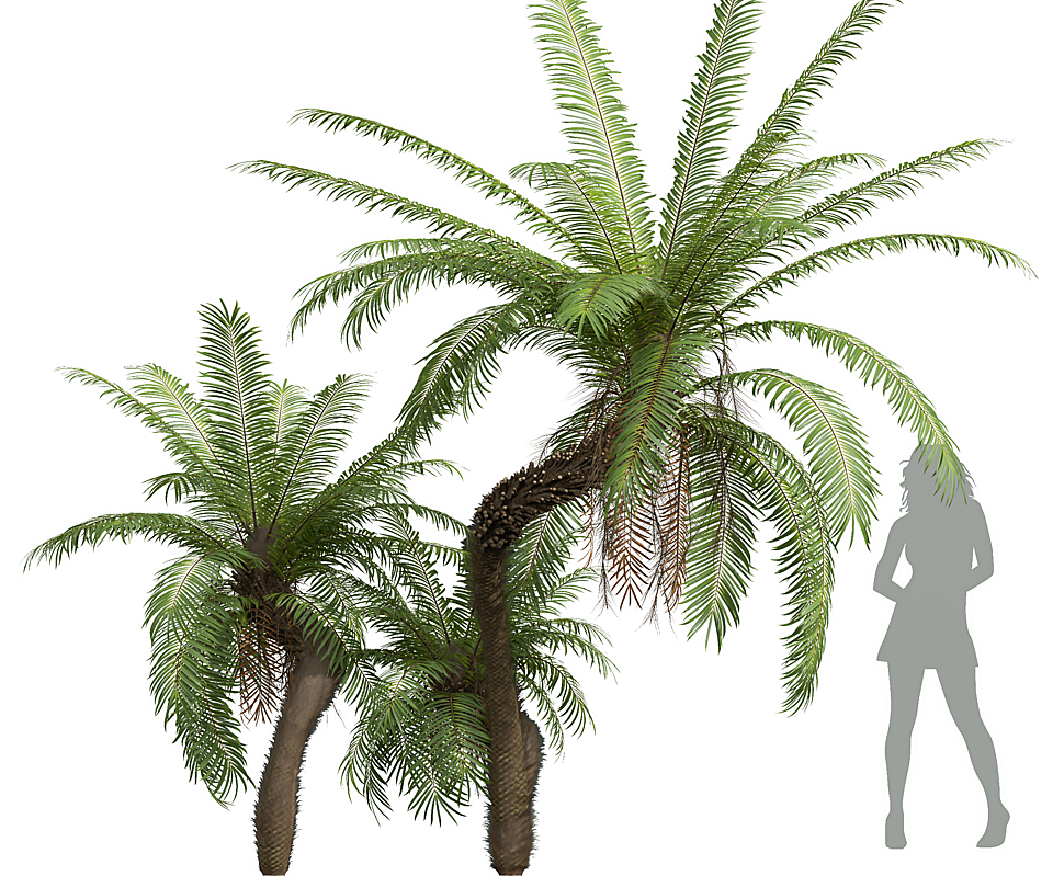 New Plant High detail Brainea Insignis Fern