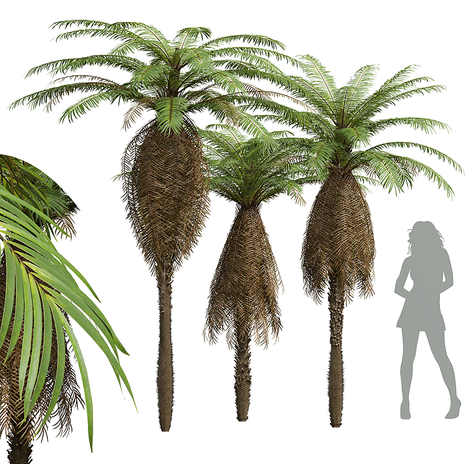 Brainea Insignis Fern Long Beard Tall