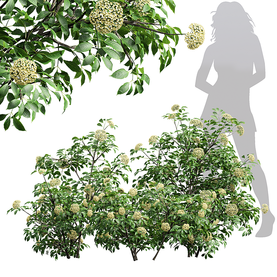 New Plant High detail Sambucus Nigra Small