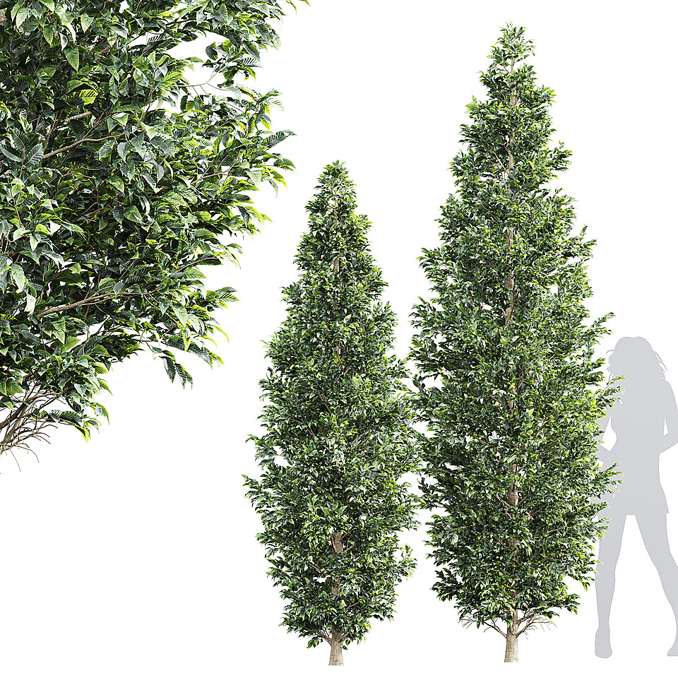 New Tree High detail Carpinus Betulus Bush