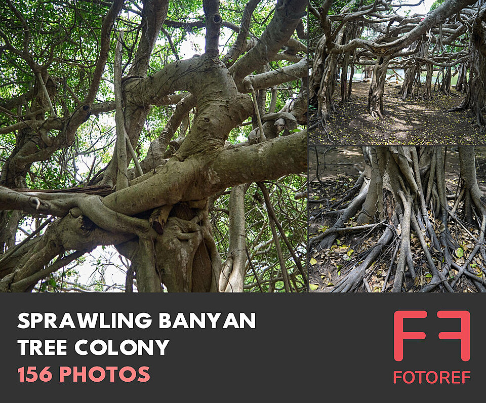 156 photos of Sprawling Banyan Tree Colony