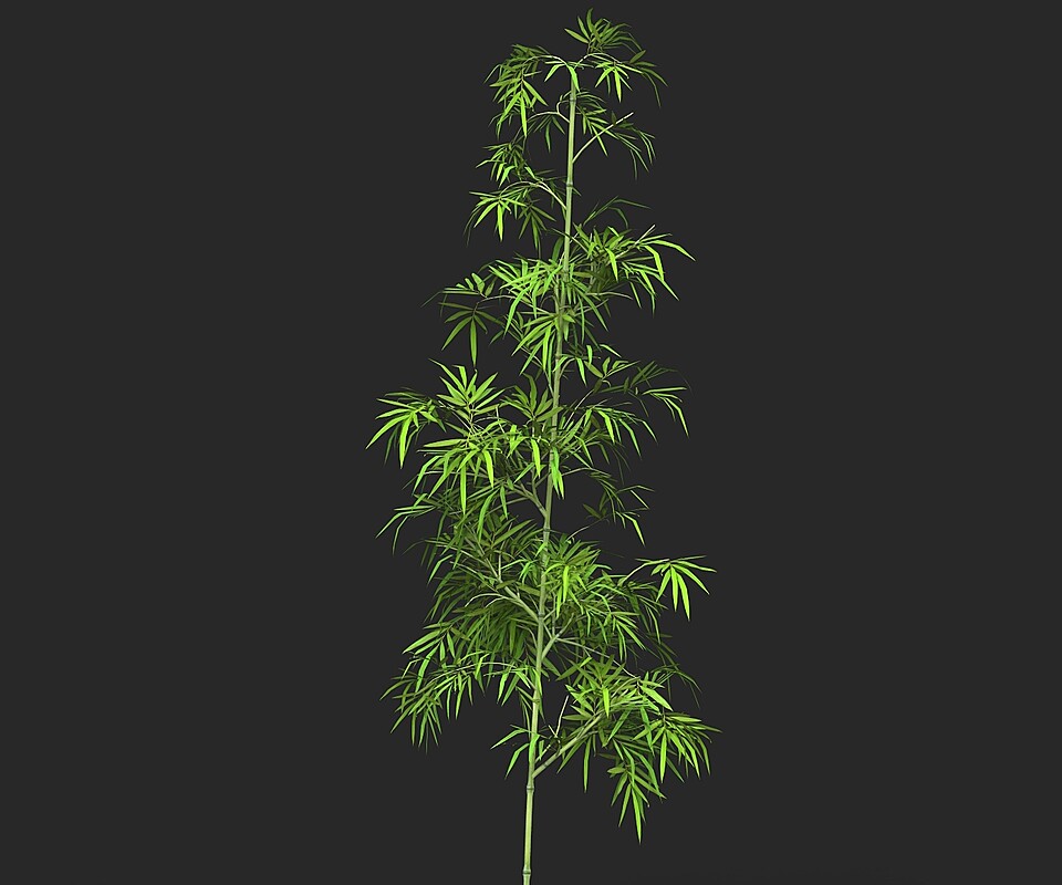 Realistic Game Ready Bamboo Tree 02